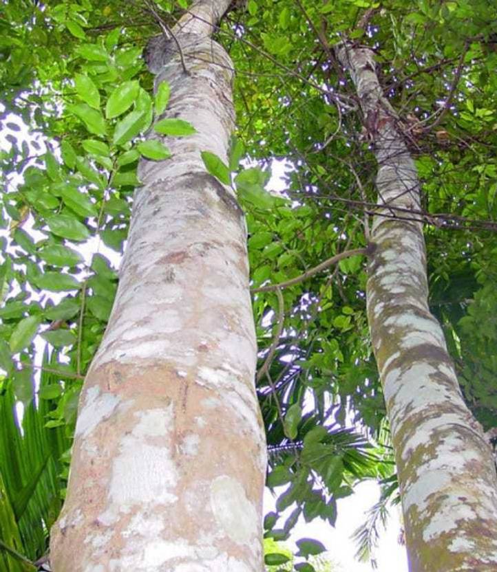 Pioneer Natural Agallocha, Aghil (அகில்), Agar Wood, Agara Plant Seed ...