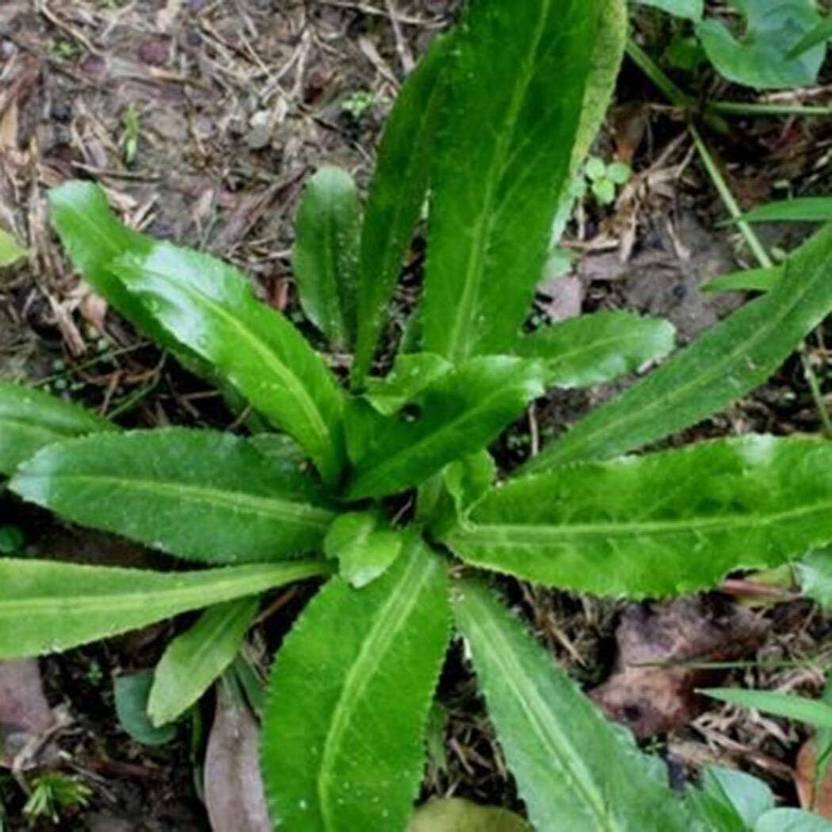 Qualtivate LX-171 Culantro Mexican Coriander Seed Price in India - Buy ...