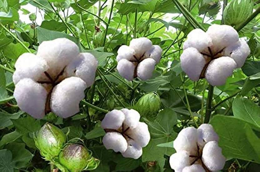 wequality Cotton plant seeds/Cotton seed 18 Seed Price in India - Buy ...