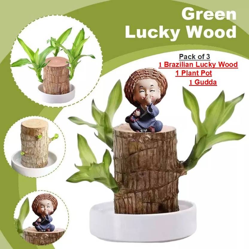 Brazil Lucky Brazil Wood Potted Plant,, Original Brazilian Lucky Wood ...