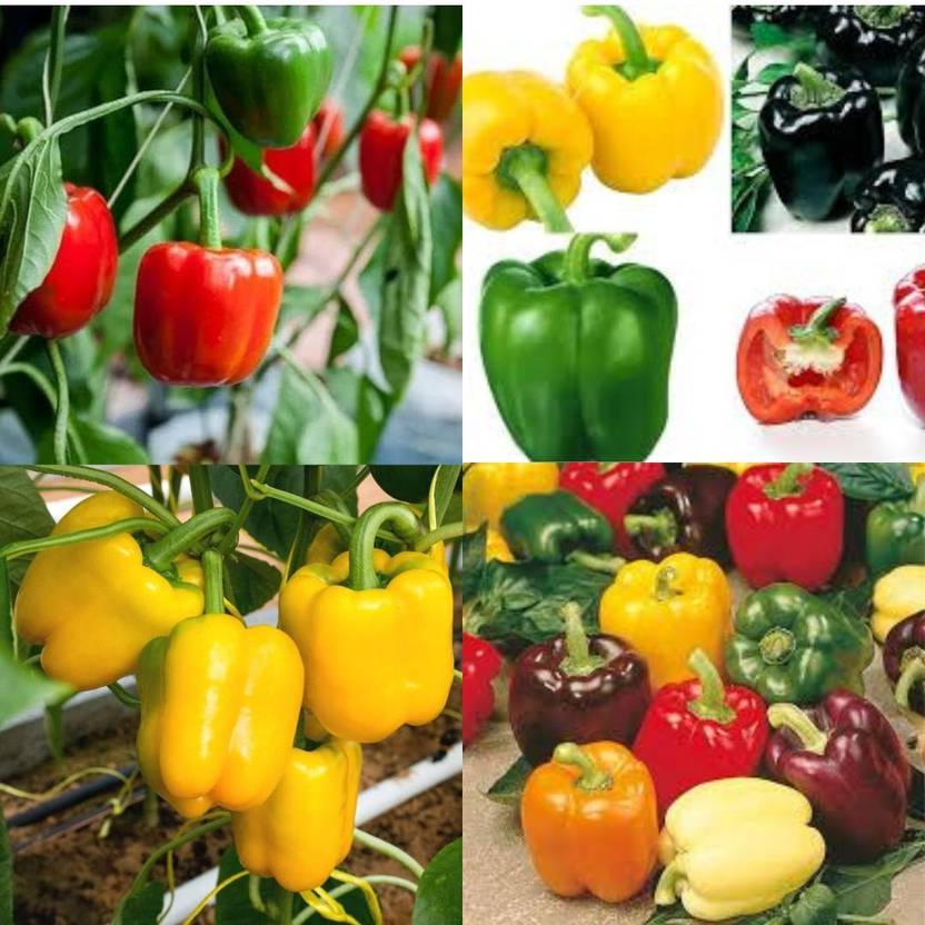 ibains Capsicum red seed shimla mirchi pack of 140 Seed Price in India ...