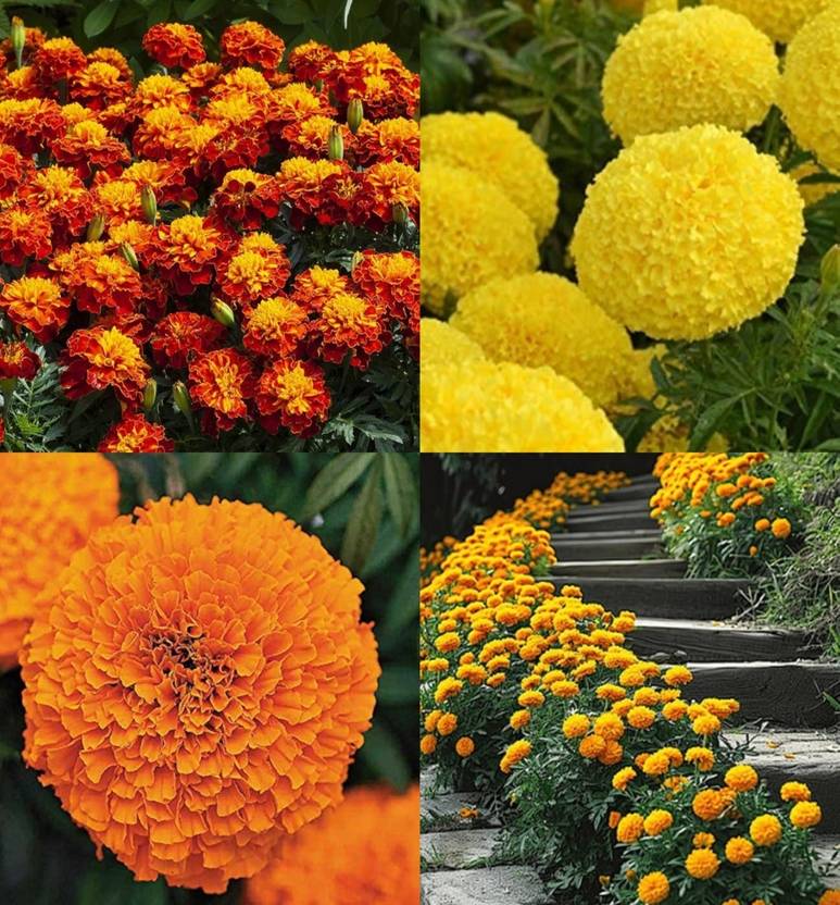 ibains Big genda flower seeds pack of 59 Seed Price in India - Buy ...