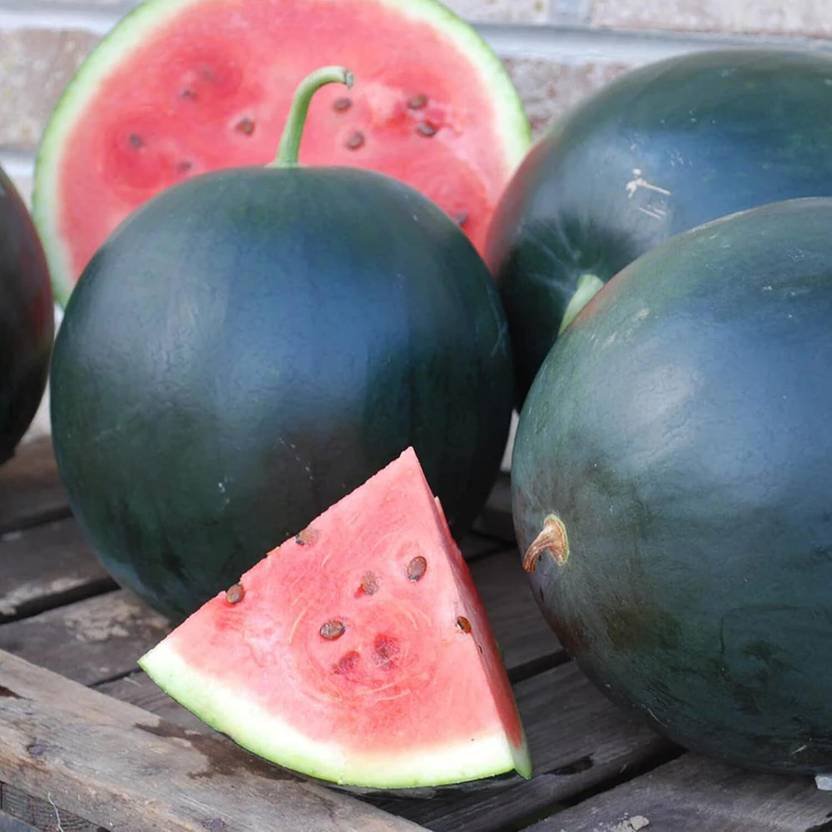 Biosnyg High Yield Densuke Watermelon Seeds For Kitchen Gardening-(250 ...