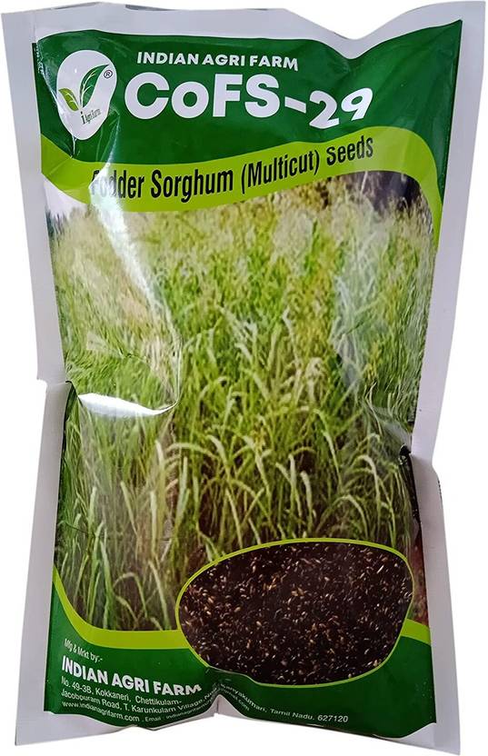 IAgriFarm CoFs29 Fodder Sorghum Seed -1 Kg -MultiCut For Fodder Cultivation Seed Price in India ...