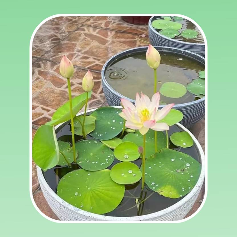 Greenpath Lotus, Prickly Water Lily, Gorgon Plant Seed Price in India ...