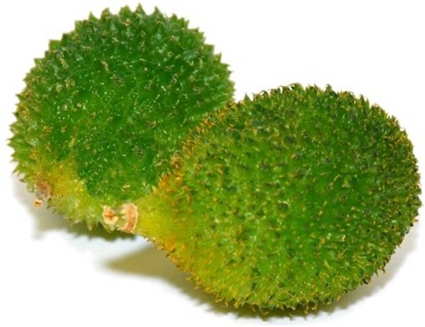 VibeX Summer Vegetable Desi Spiny Gourd[100 Gms, 500 Seeds] Seed Price ...