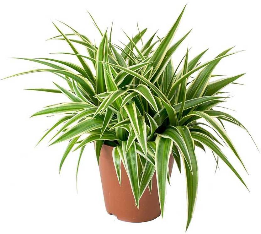 ALOCHUZ Spider Plant Price in India - Buy ALOCHUZ Spider Plant online ...