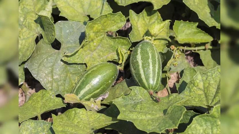 VibeX Desi Parwal (Pointed Gourd) Vegetable Seeds[100 Gms, 500 Seeds ...