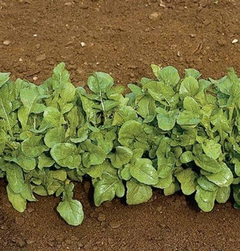 Qualtivate NDIR-50 Arugula Roquette (Rocket) Seed Price in India - Buy Qualtivate NDIR-50 ...
