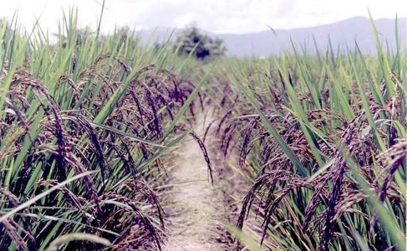 paddy Kala namak dhan beej, Black rice seeds, Kala namak paddy, Basmati ...