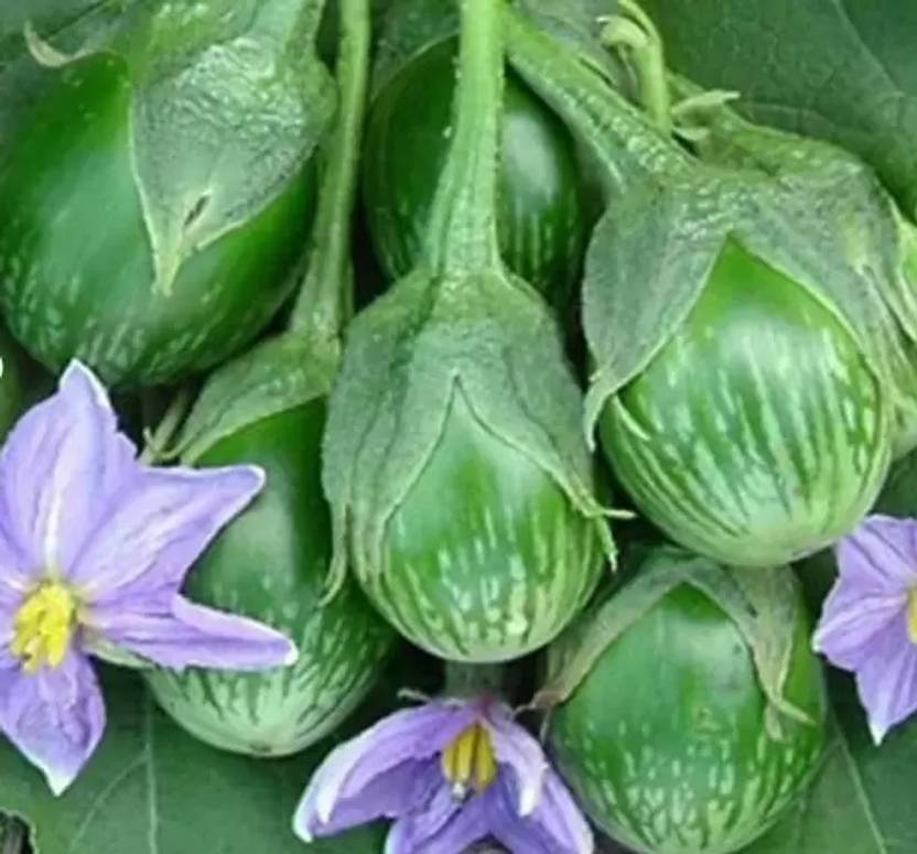 Aro Brinjal Green round, Brinjal, Eggplant Seed Price in India - Buy ...