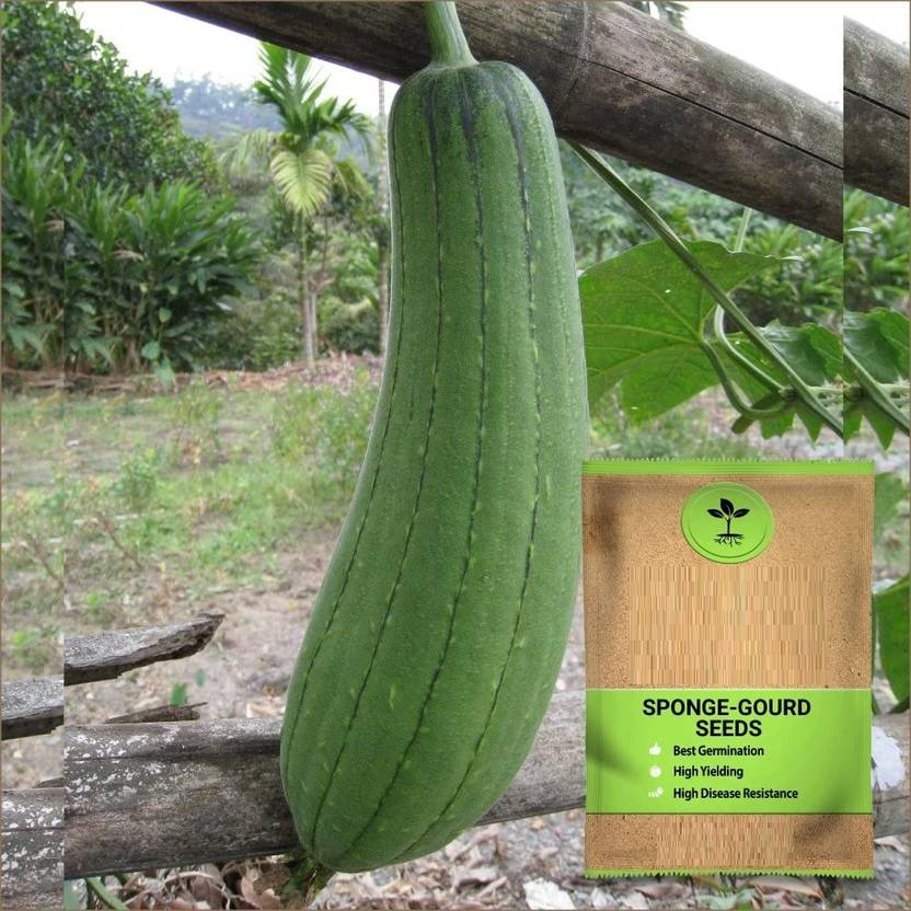 WILLVINE Kashi Rakshita Sponge Gourd[500 Gms, 2500 Seeds] Seed Price in ...