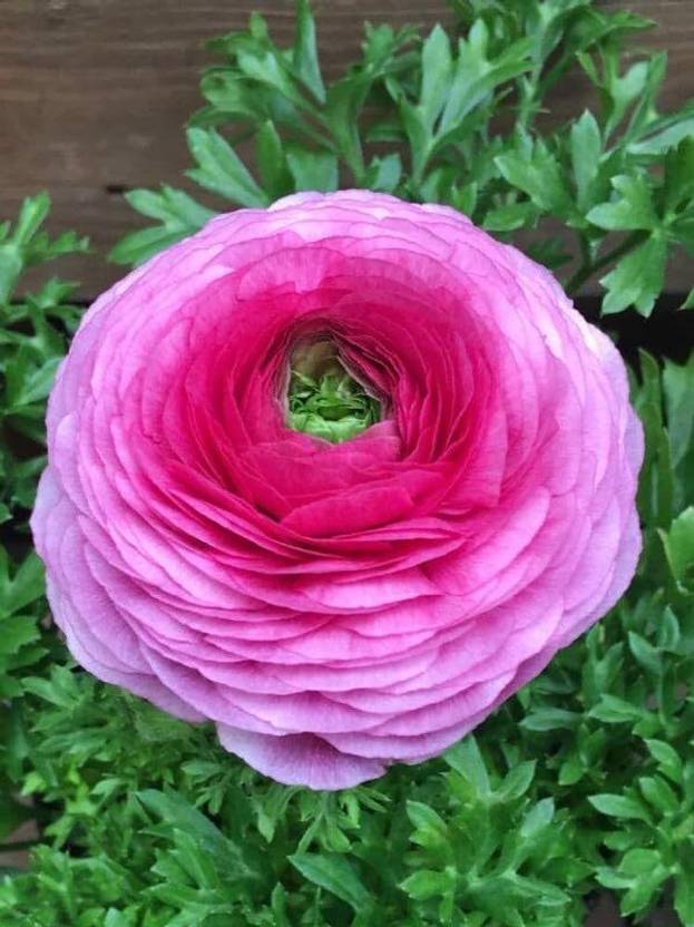 Epazo Buttercup/Ranunculus (Snow White) Imported and Healthy Flower ...