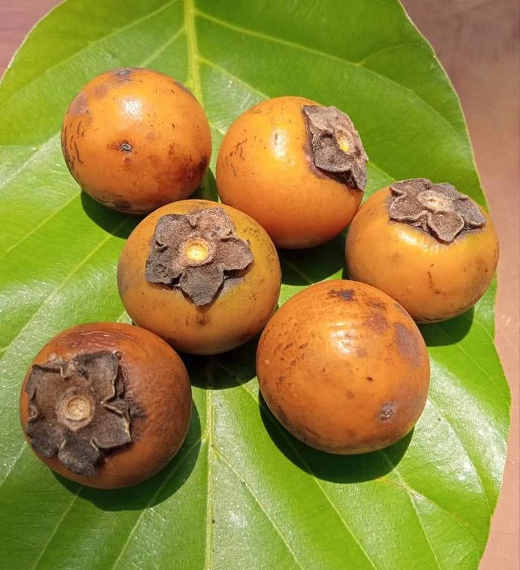 Apurba Agriculture KENDU, KENDU SEED, KEND FRUIT 1PACK Seed Price in ...