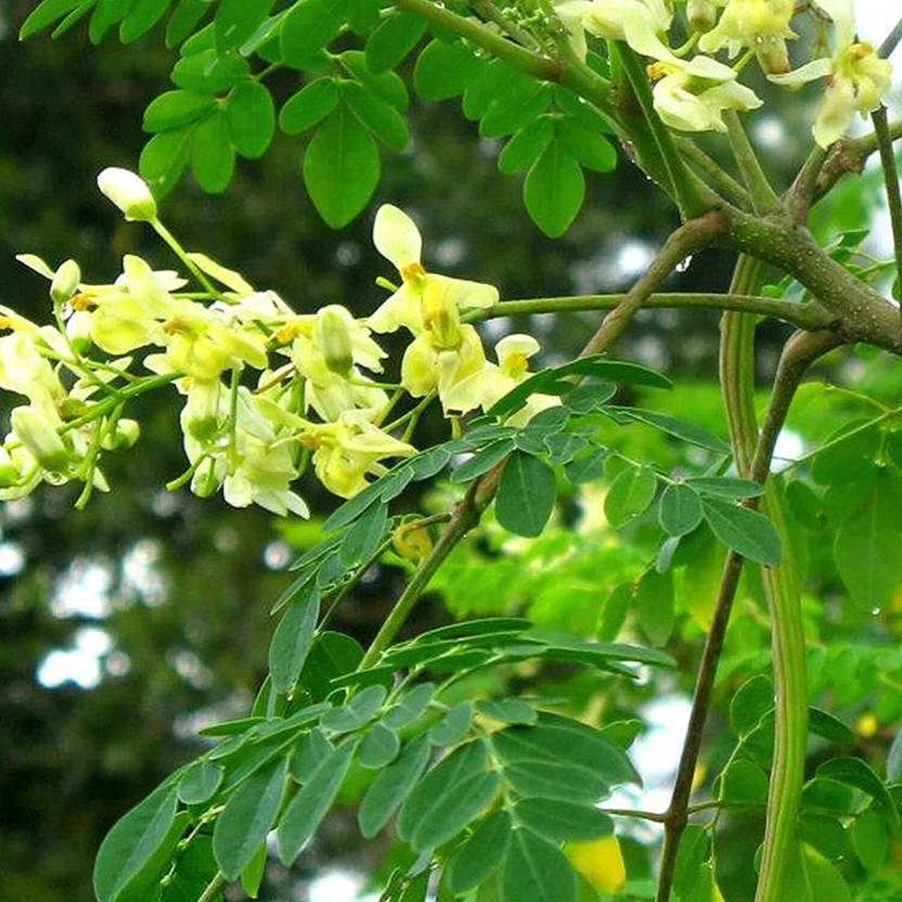 Qualtivate NBIR-128 Flowering DRUMSTICK TREE Moringa Oleifera Seed ...