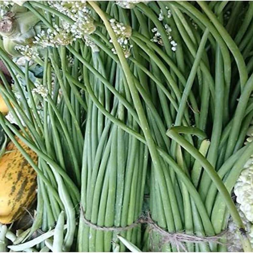 KANAYA Indian Vegetable Beans Singra Hybrid Seed Price in India - Buy ...