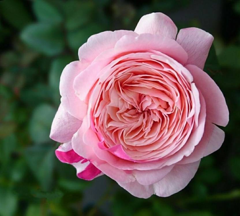 VibeX Tamaki Japanese Rose Seed Price in India - Buy VibeX Tamaki ...