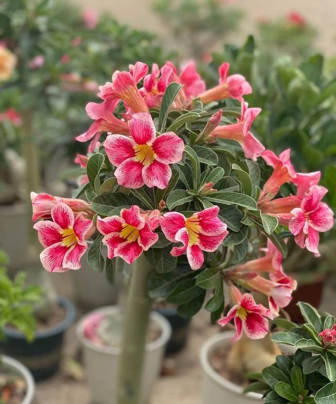 WILLVINE Desert Rose - Mini Baobab Tree - Adenium Obesum-NHS-358 Seed ...