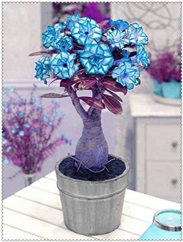 WILLVINE ATS-275 Light Blue Adenium obesum Desert Rose Seeds Seed Price ...
