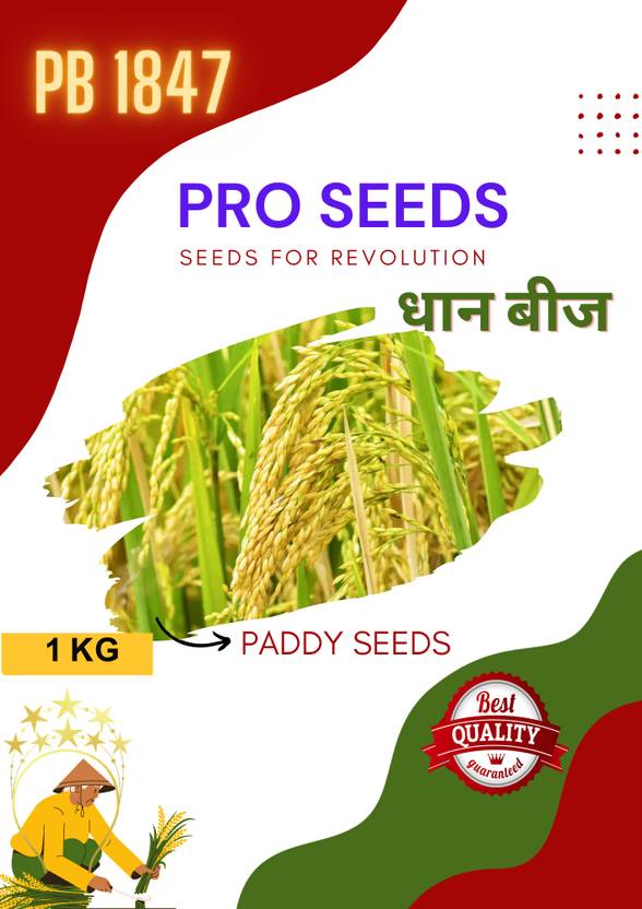 PRO SEEDS PADDY PUSA BASMATI PB 1847 Seed Price in India - Buy PRO SEEDS PADDY PUSA BASMATI PB ...