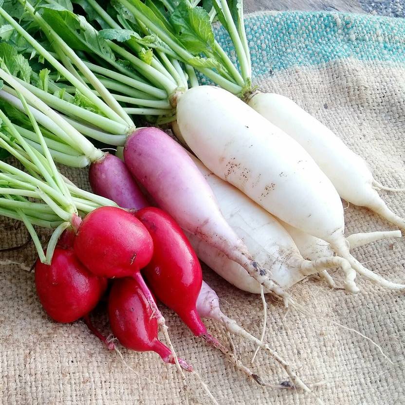 SeeGreen Desi Mula Seeds forGardening – Organic, Perfect for Pot ...