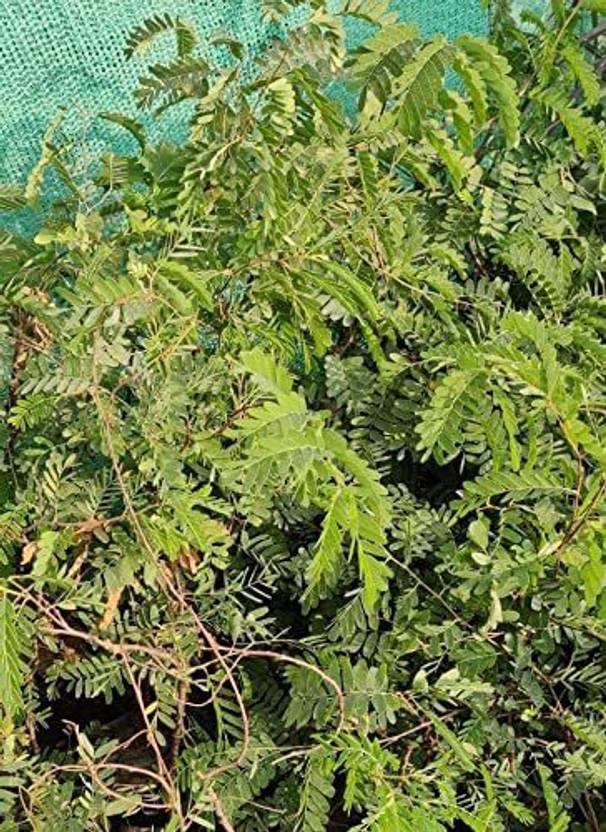 KANAYA IMLI KE BEEJ / TAMARIND SEEDS IMLEE KE BEEJ FOR Home Gardening ...