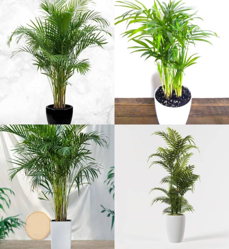 ibains Areca palm seed Full germination, clean seed pack of 15 Seed ...