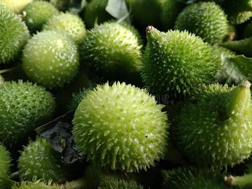 BDSresolve kakoda vegetable/kantola seeds 13 Seed Price in India - Buy ...