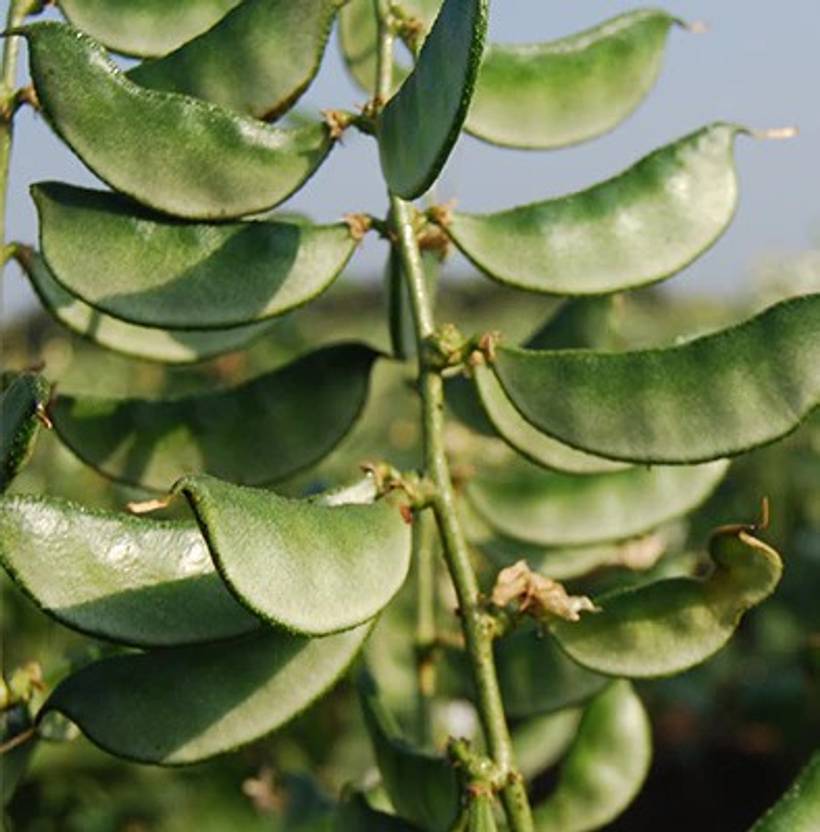 Recron Seeds Sem Phali/Lima Beans Seed Price in India - Buy Recron ...