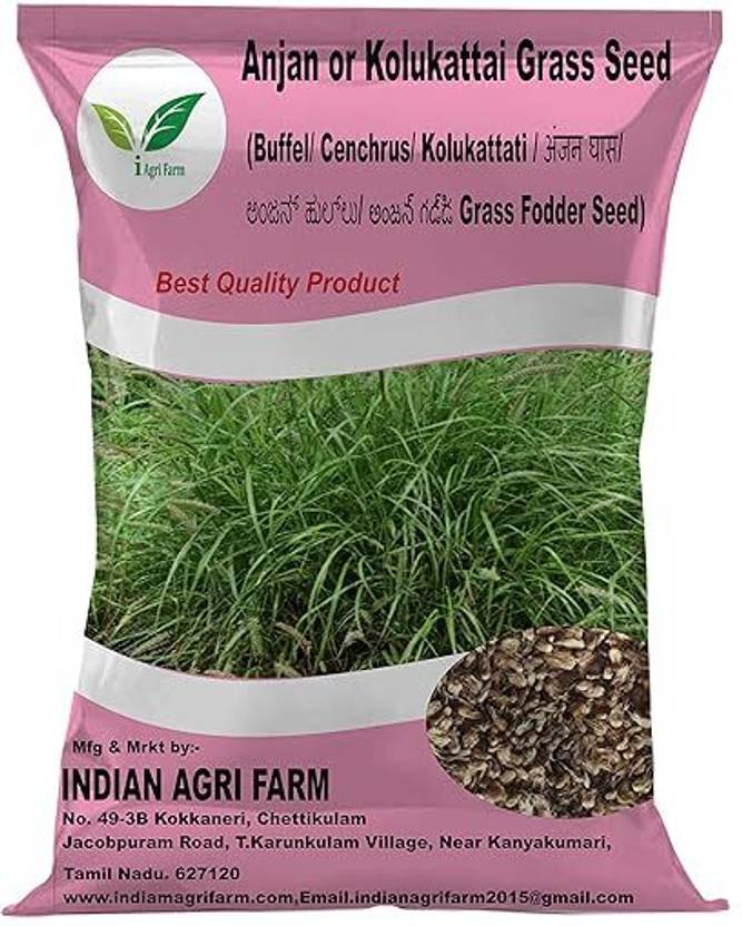 IAgriFarm Anjan Grass seed / Kolukattai Grass seed - 1 Kg - for Fodder ...