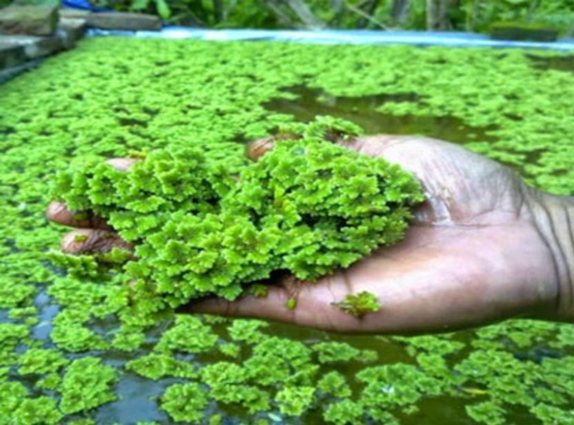 wequality Azola seeds/lemna minor seeds/Azolla seeds for home plant ...