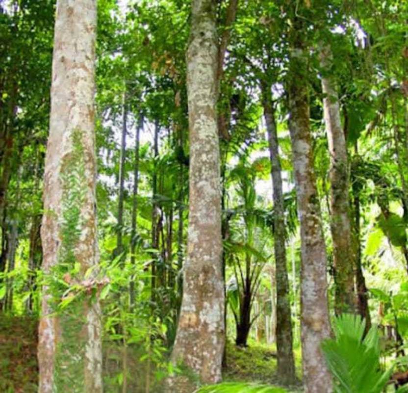 plantsworld Aquilariaz, Aguru, Oodh Aguru, Oudh Tree Seed Price in ...