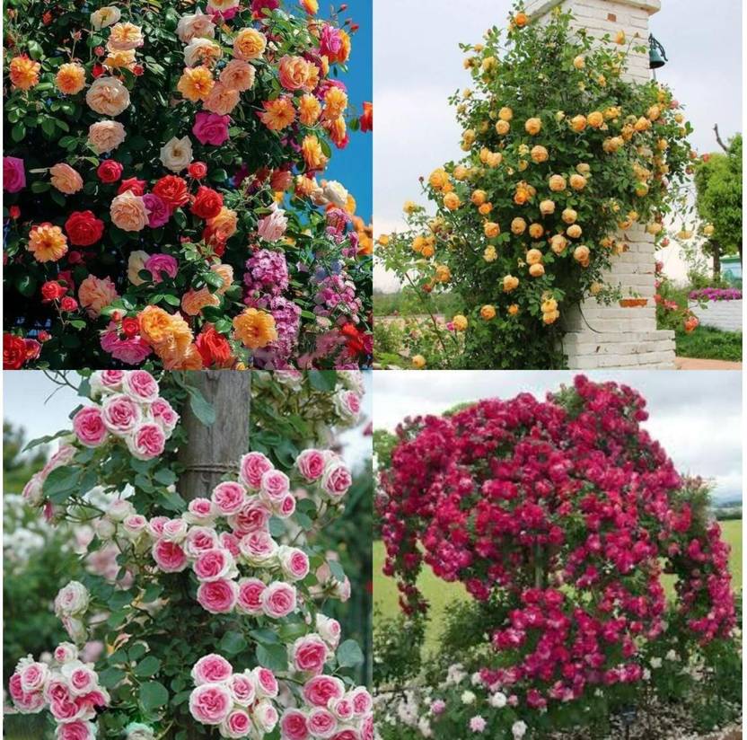 ibains Climbing Rose Seeds Packet pack of 33 Seed Price in India - Buy ...
