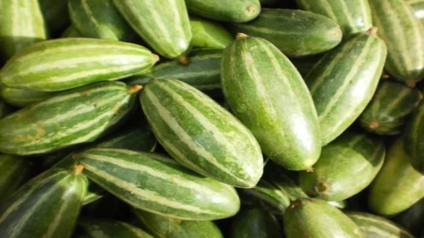 WILLVINE Desi Parwal (Pointed Gourd) Seeds[10 Gms, 50 Seeds] Seed Price ...
