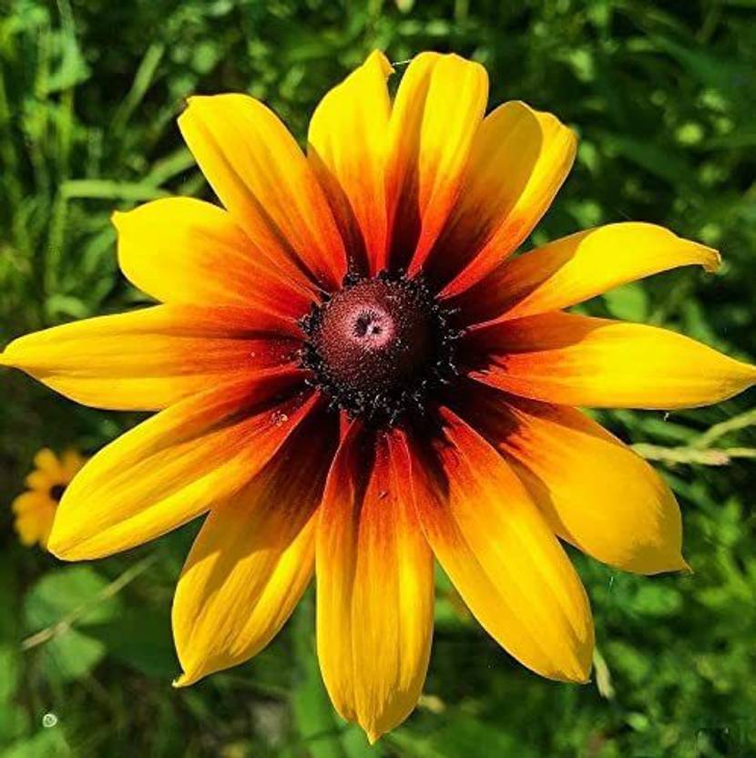 VibeX XLL-18 - Gloriosa Daisy Flower - (540 Seeds) Seed Price in India - Buy VibeX XLL-18 ...