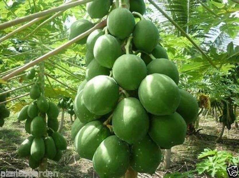 TRICONE SYNGENTA F1 Hybrid Papaya Papita Seeds 500 Beej PP27 Seed Price ...