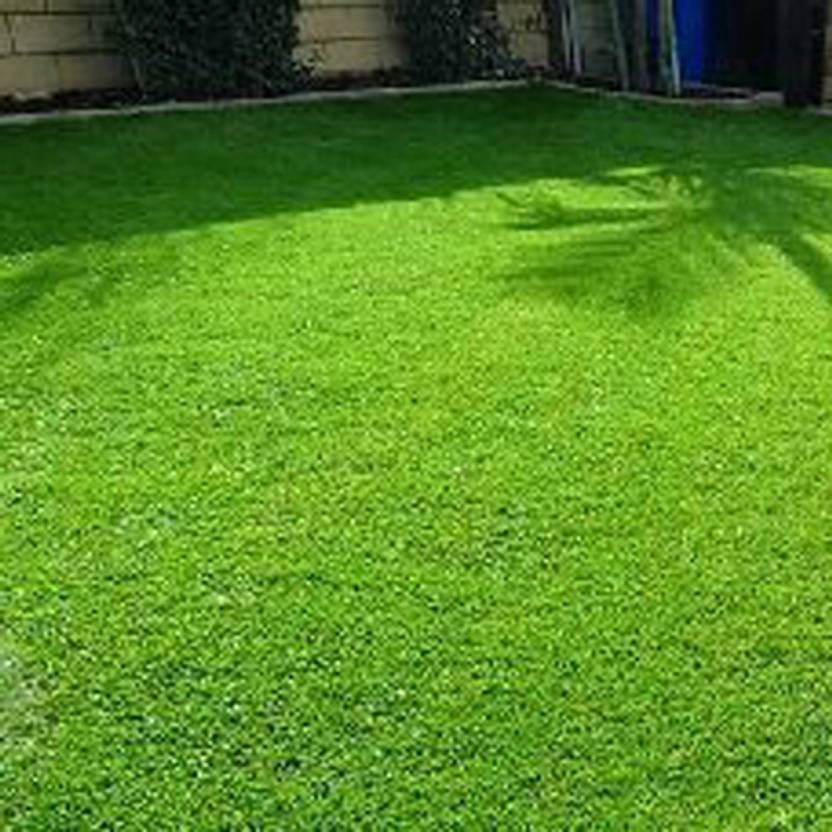 SREE Mexican Lawn Grass, Grass Seed for Gardening, Lawn Grass Seed ...