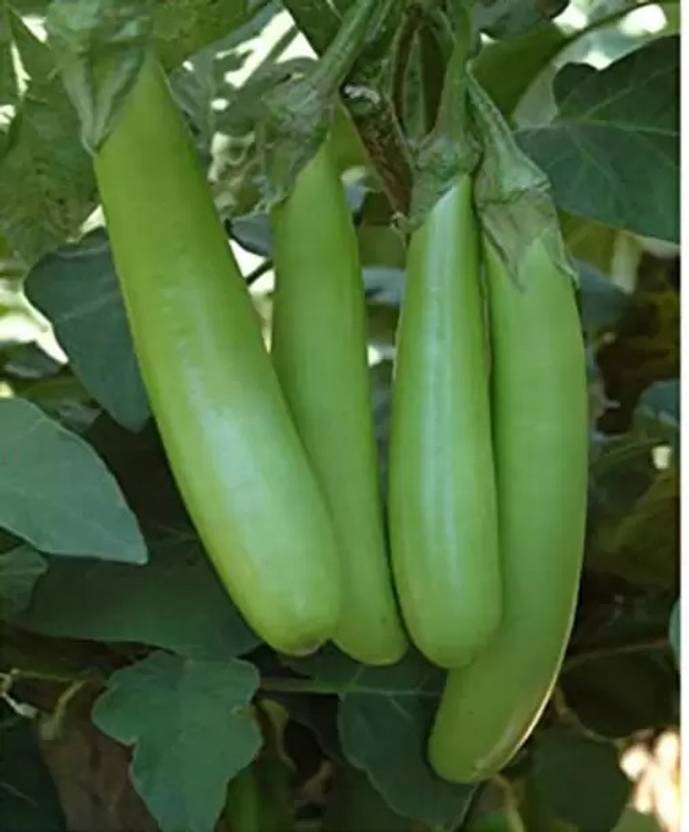 Aro Brinjal Green Long, Brinjal, Eggplant Seed Price in India - Buy Aro ...