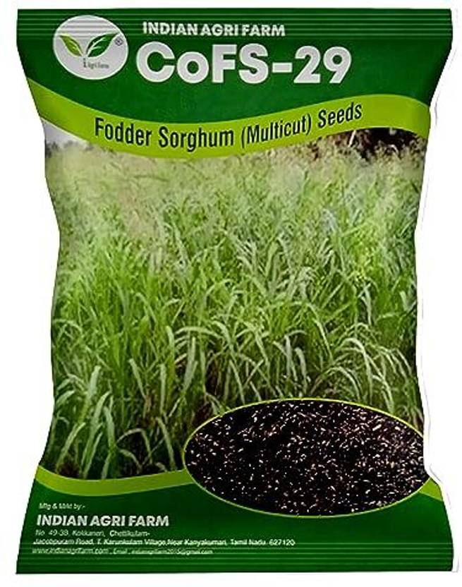 IAgriFarm CoFs29 Fodder Sorghum Seed - 5 Kg - MultiCut For Fodder Cultivation Seed Price in ...