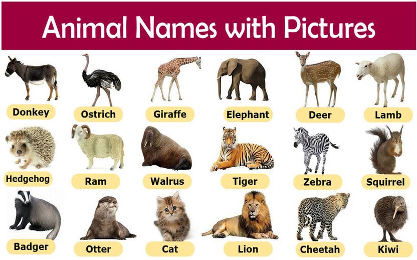 Animals Name Chart Poster with Gloss Lamination Paper Print - Children ...