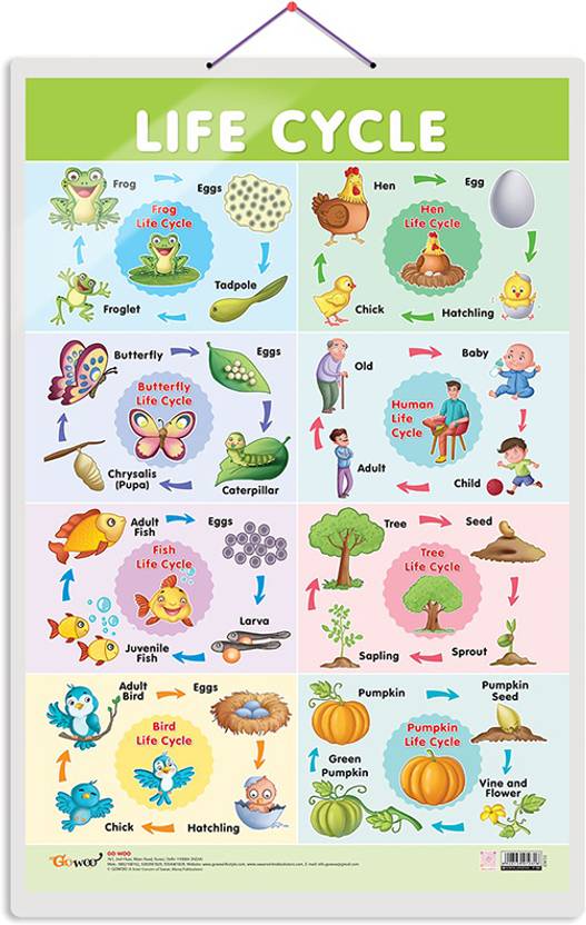Life Cycle Early Learning Educational Chart for Kids | 20"X30" inch ...