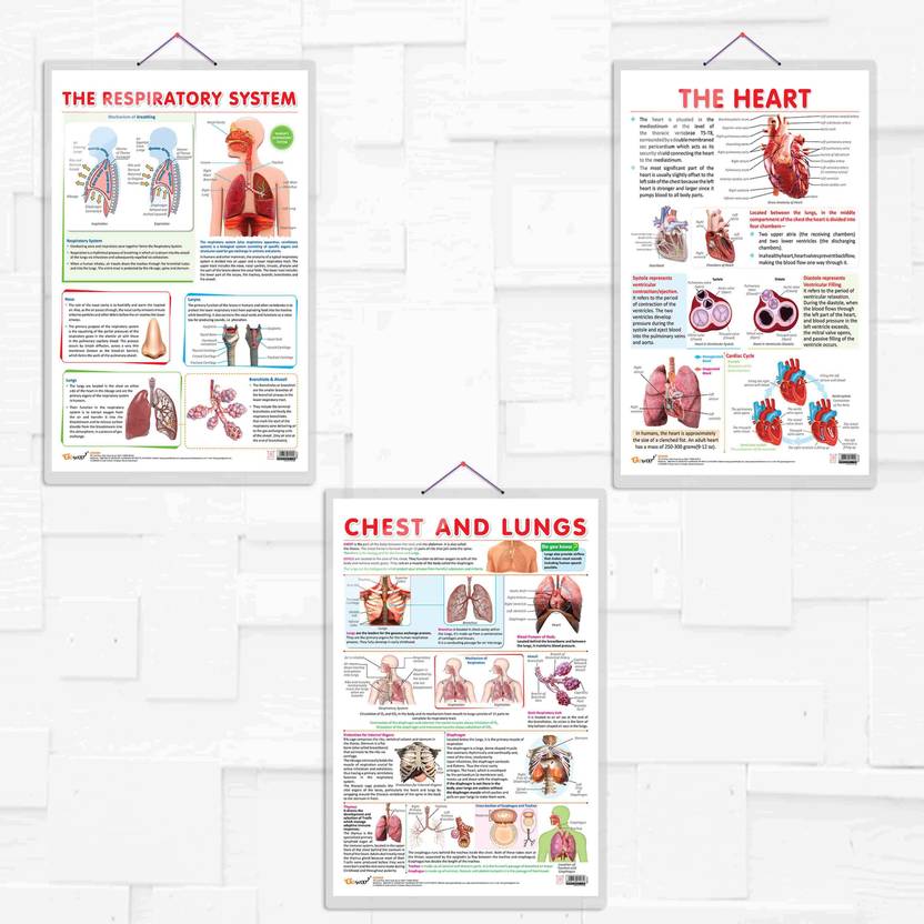 THE RESPIRATORY SYSTEM chart, THE HEART chart and CHEST AND LUNGS chart ...