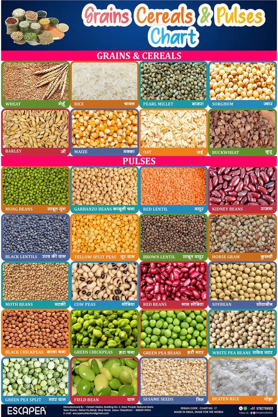 Pulses Chart for Kids learning (11.5 x 17.5 inches) Photographic Paper ...