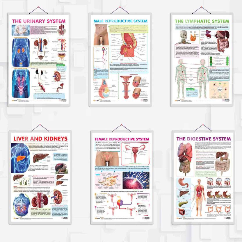THE URINARY SYSTEM, MALE REPRODUCTIVE SYSTEM, THE LYMPHATIC SYSTE ...