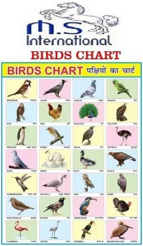 Learning Educational Charts for Kids | Birds Chart For Kids | Gloss ...