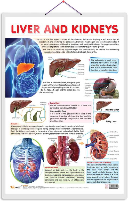 LIVER AND KIDNEY CHART | Essential Organs: Liver and Kidney Anatomy ...
