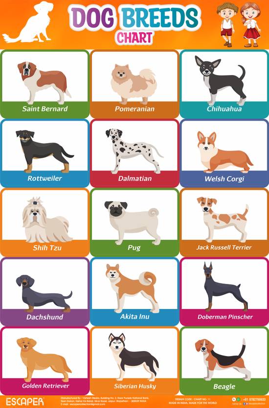 Dog Breed Chart for Kids learning (11.5 x 17.5 inches) Photographic ...