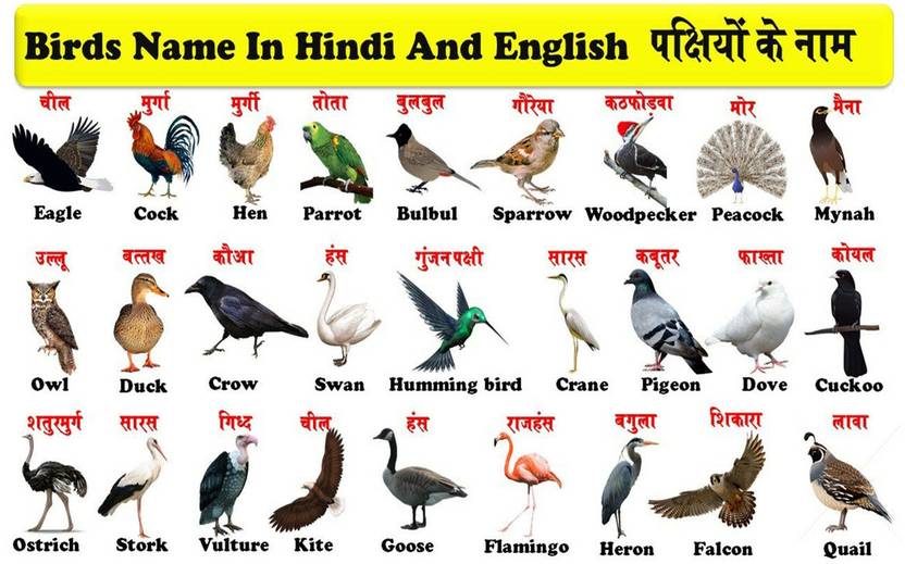 Birds Name Chart Poster with Gloss Lamination Paper Print - Children ...