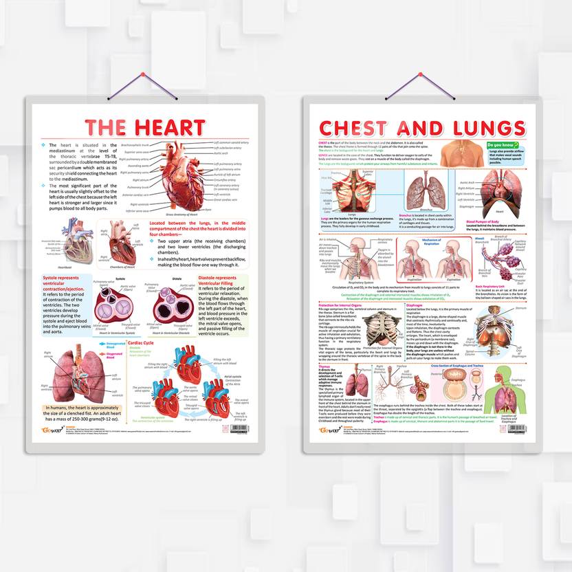 THE HEART chart and CHEST AND LUNGS chart | combo of 2 chart ...