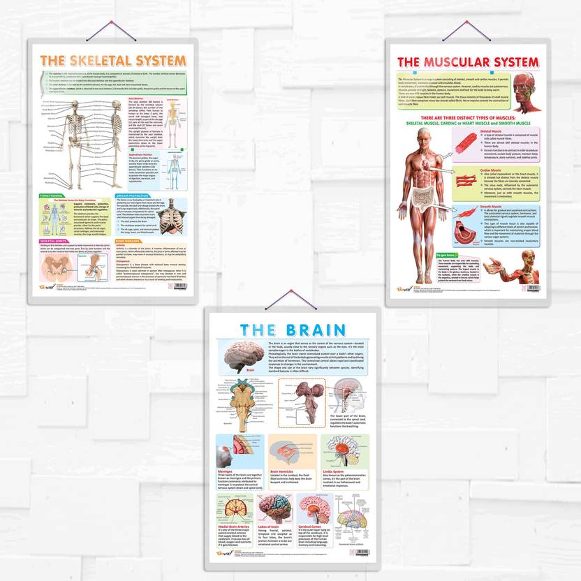THE SKELETAL SYSTEM chart, THE MUSCULAR SYSTEM chart and THE BRAIN ...